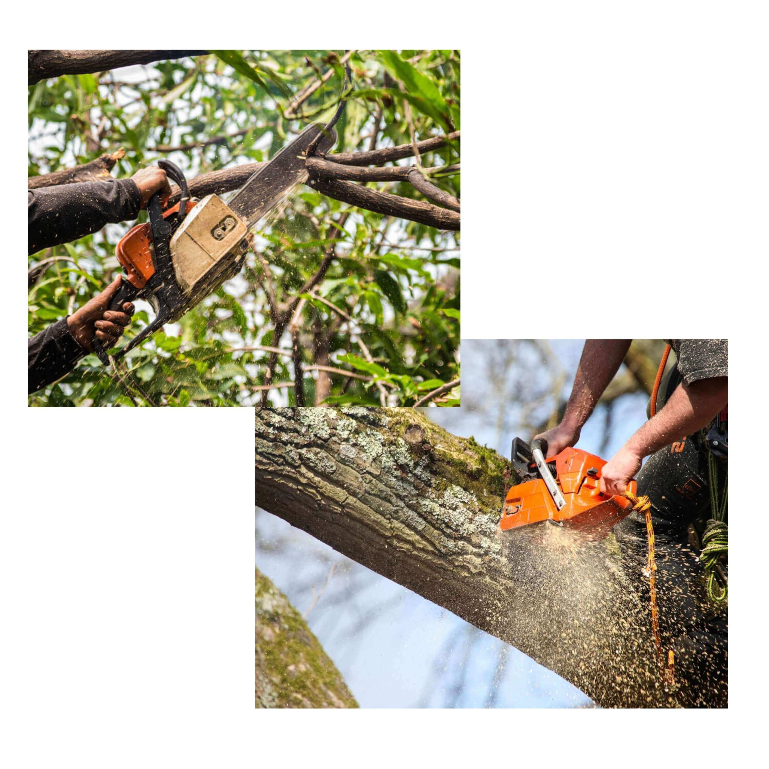 Hedge Trimming | Tree Surgery | Stump Grinding & Removal