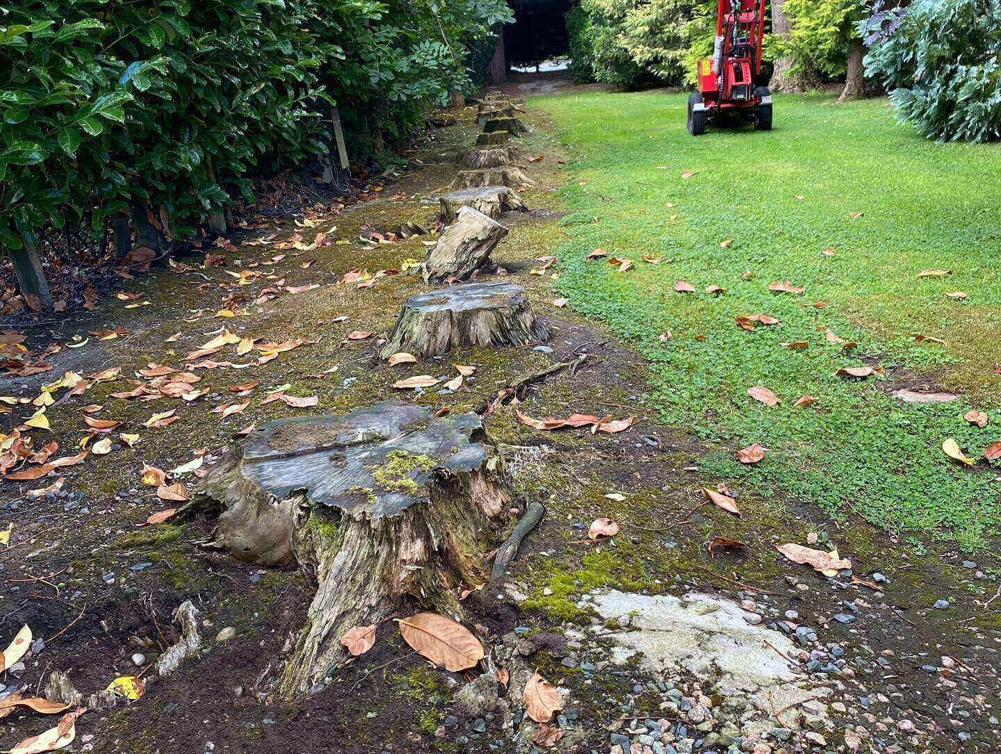 Hedge Trimming | Tree Surgery | Stump Grinding & Removal